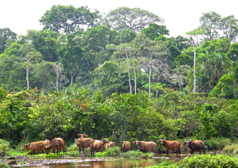 Congo: Le Parc National d’Odzala Kokoua est désormais patrimoine ...